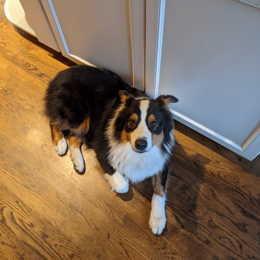 Pet-Proof Your Kitchen Floors! | Easylife Kitchens